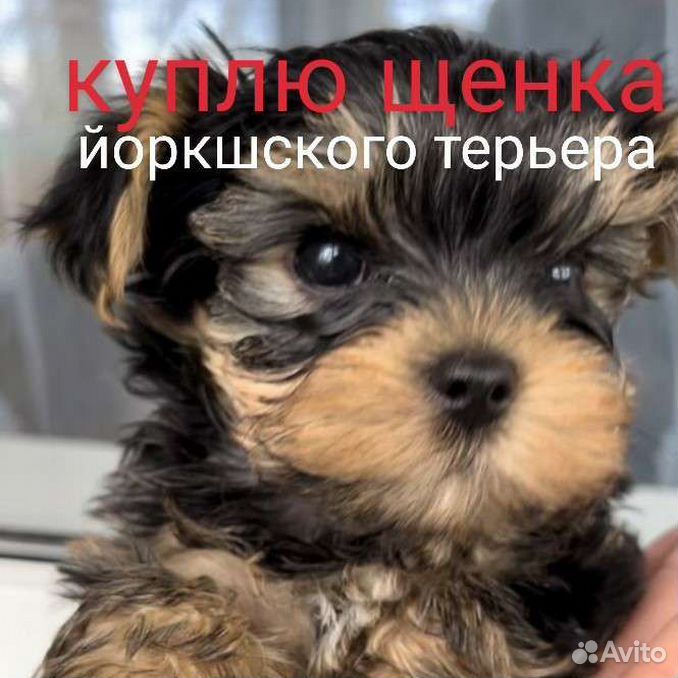 Куп лю щенка Йоркшского терьера