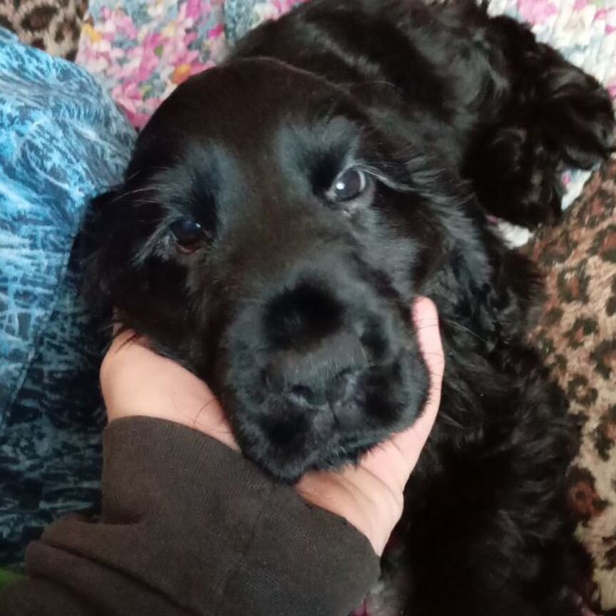 Английский кокер-спаниель, щенок