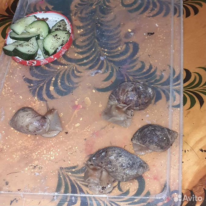 Улитки ахатины