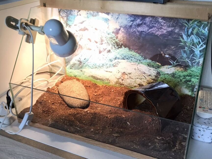 Террариум для сухопутной черепахи