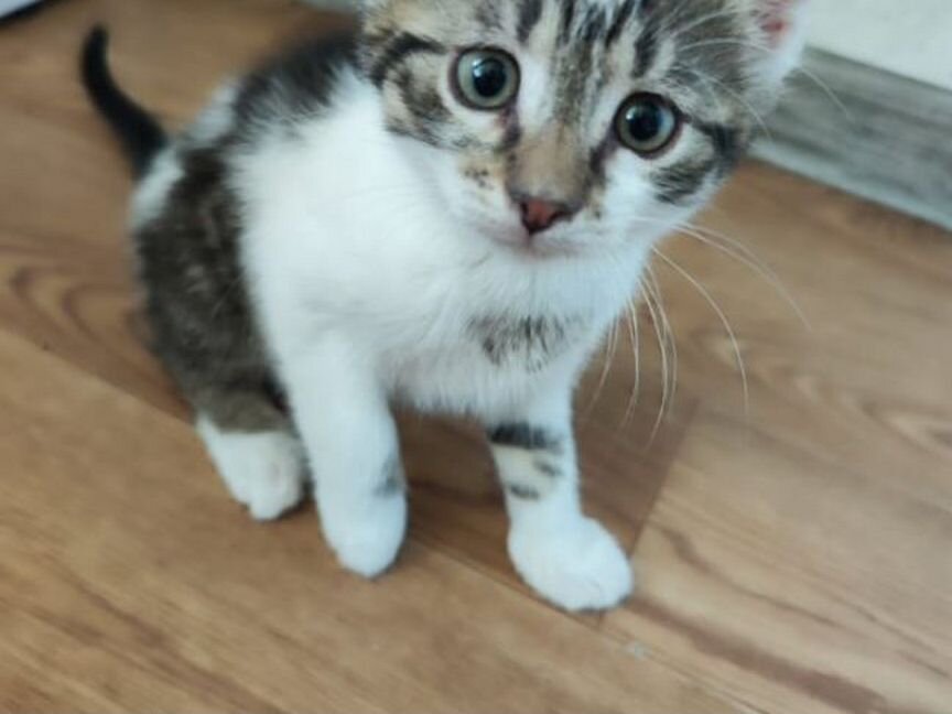 Котенок малыш 2 мес