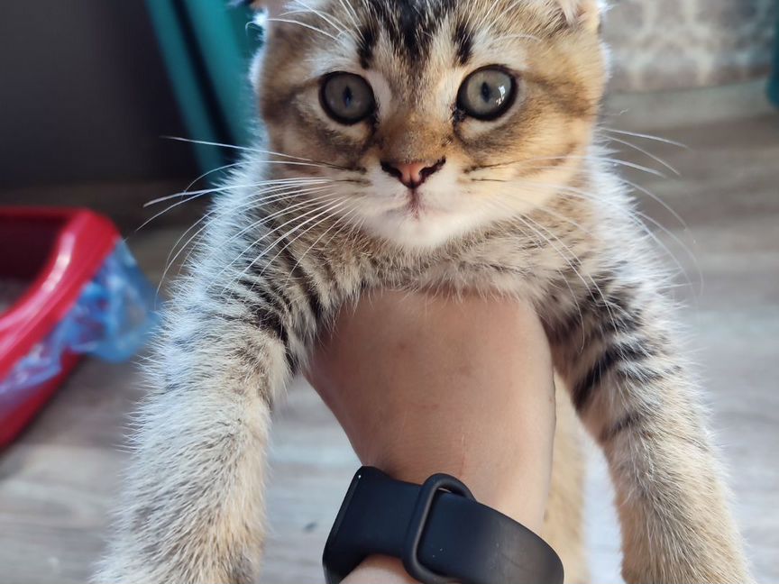 Шотланский вислоухий котик