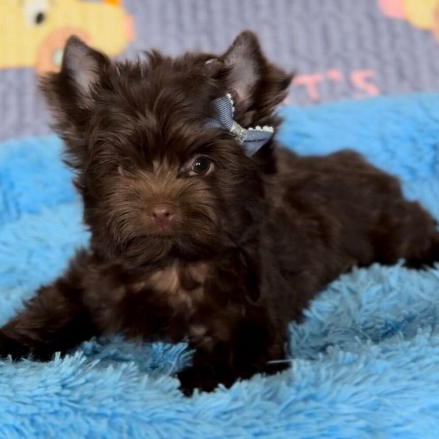 Йоркширский терьер, щенок