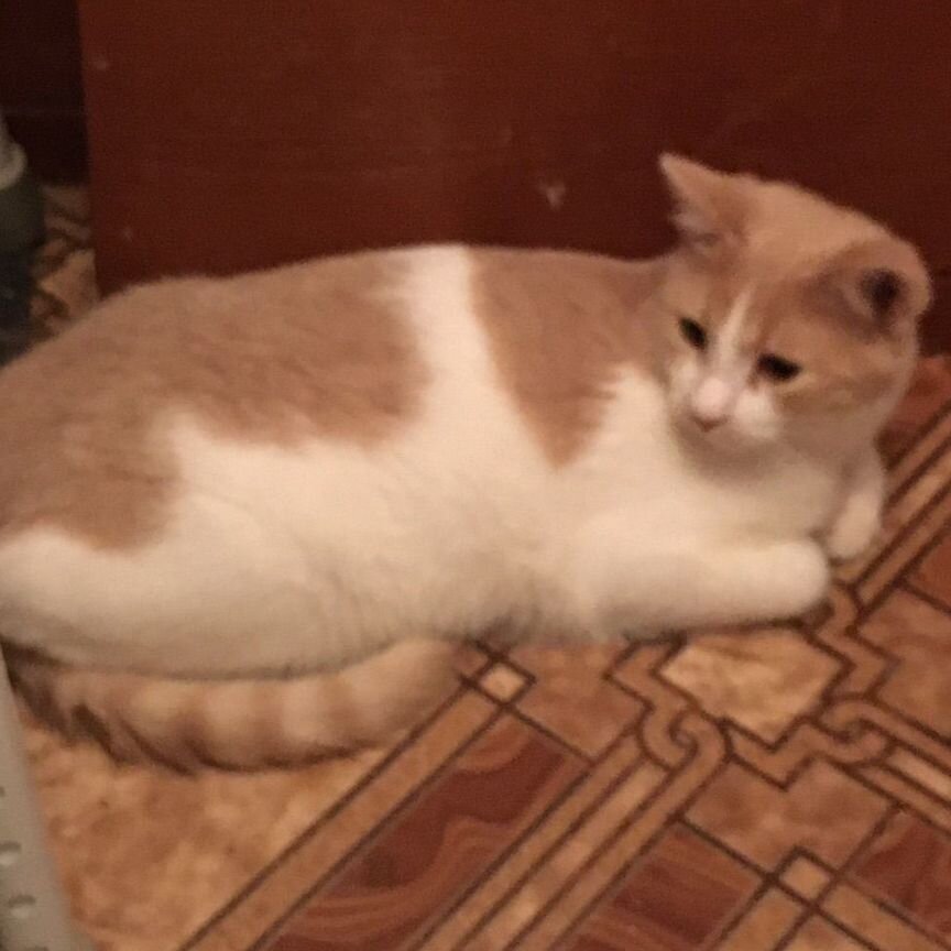 Котенок-подросток