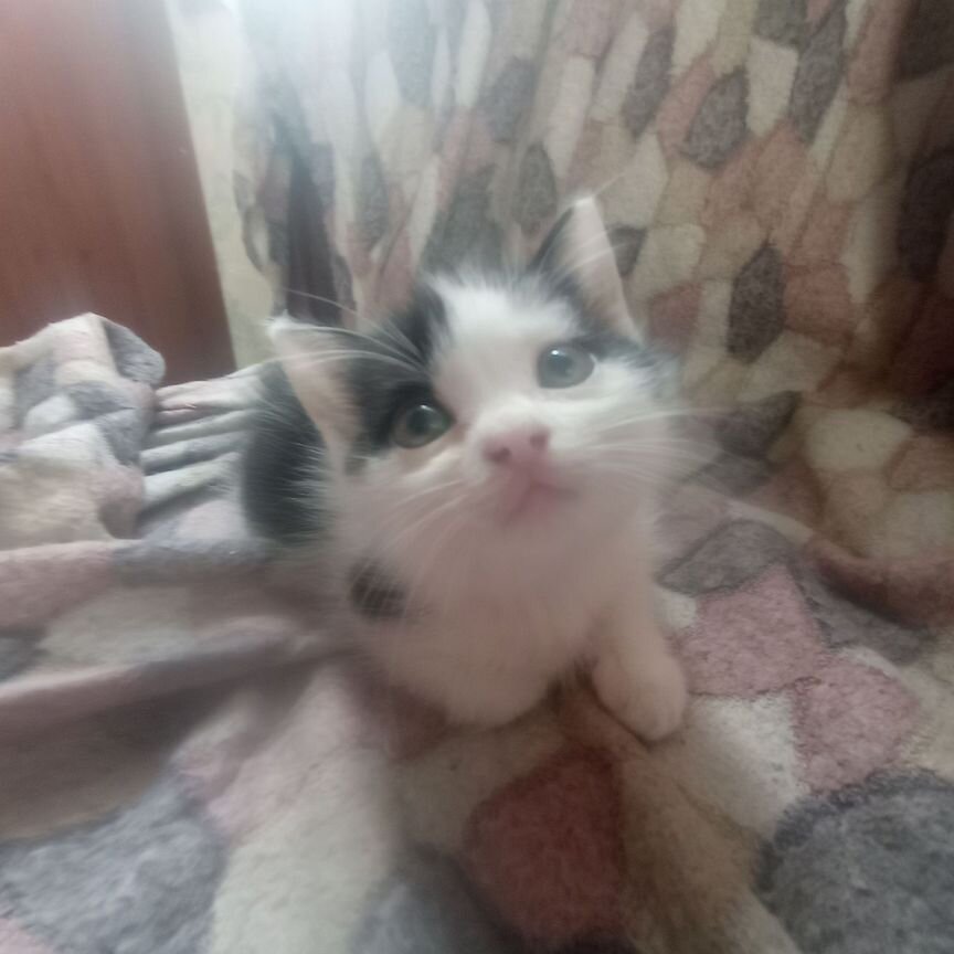 Отдам котёнка (мальчика). С доставкой