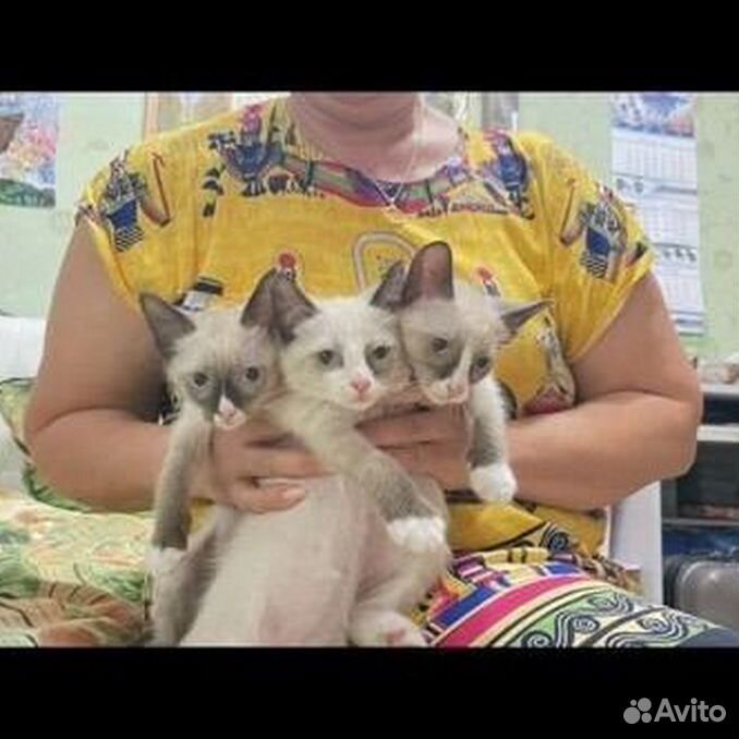 Сиамские котята (2 месяца)