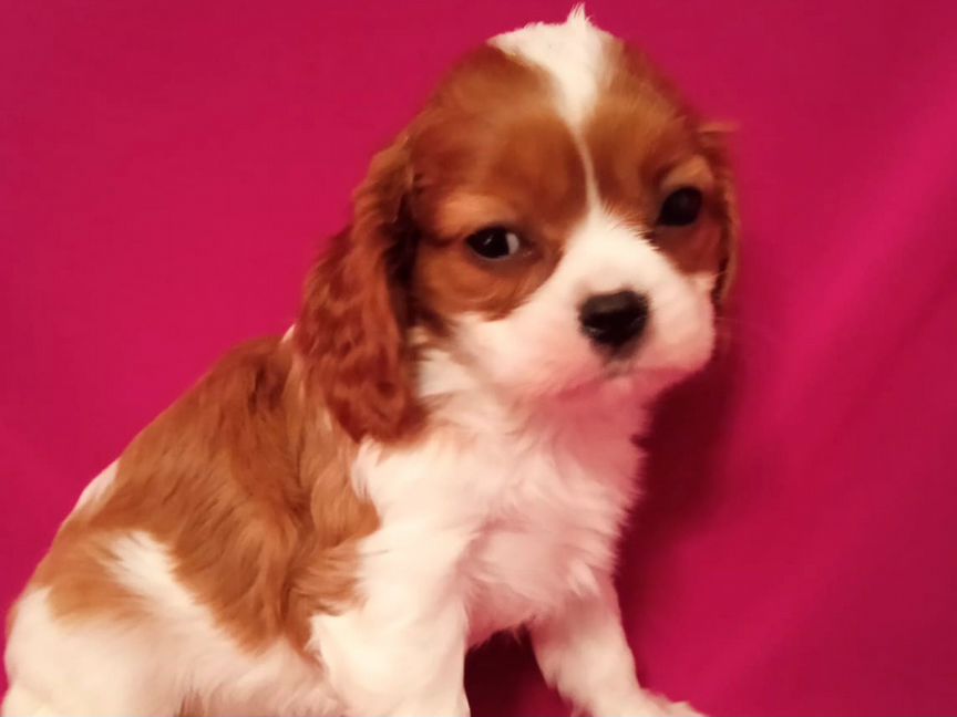 Кавалер-кинг-чарльз спаниель щенок девочка
