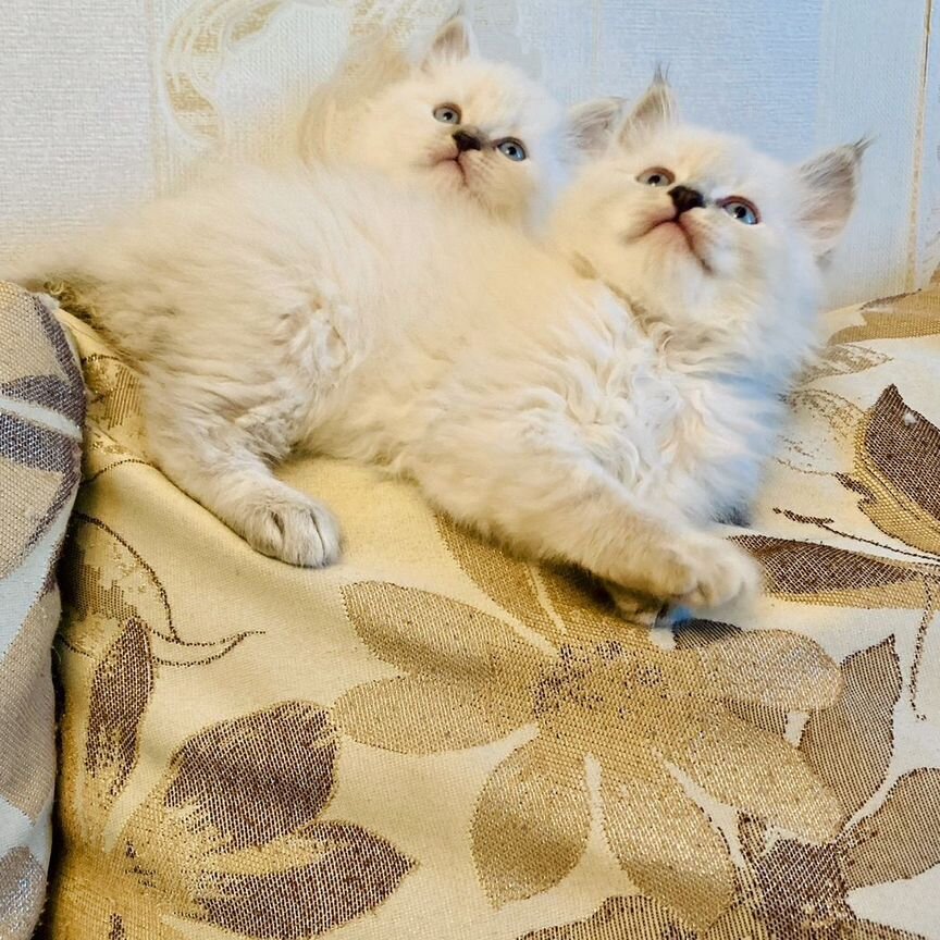 Невские маскарадные девочки