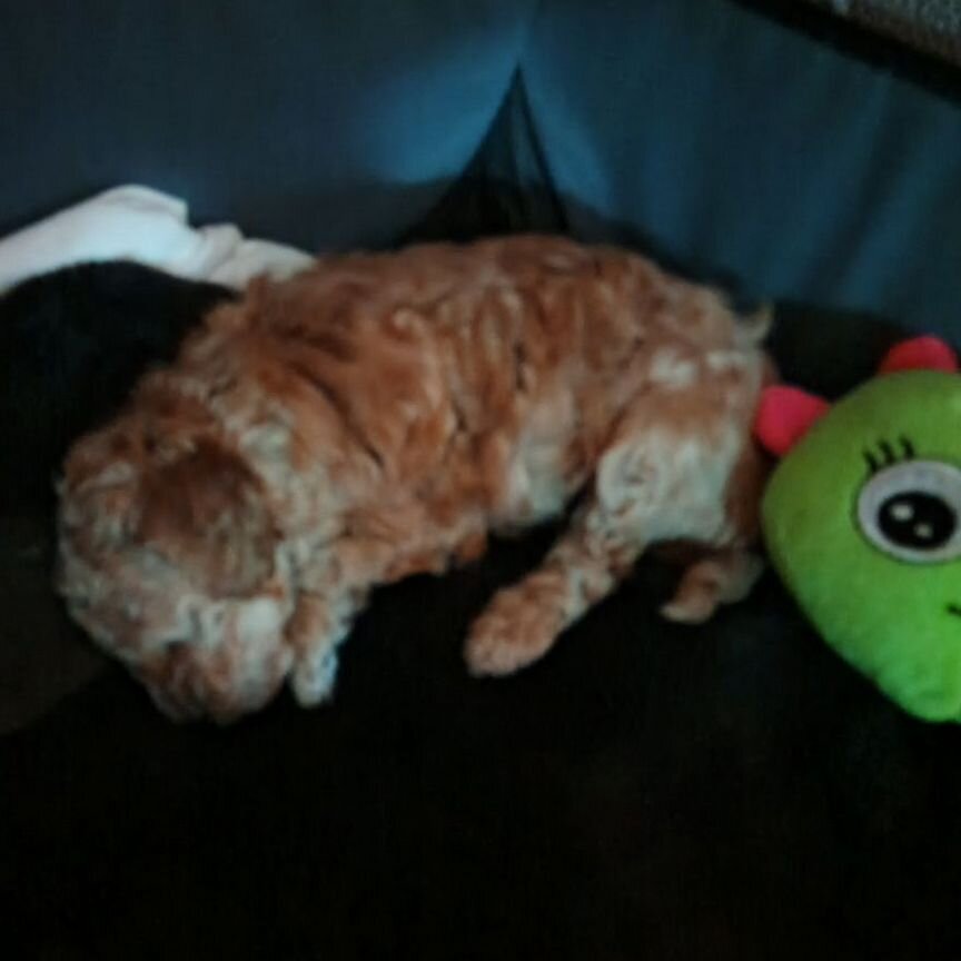 Той-пудель, щенок