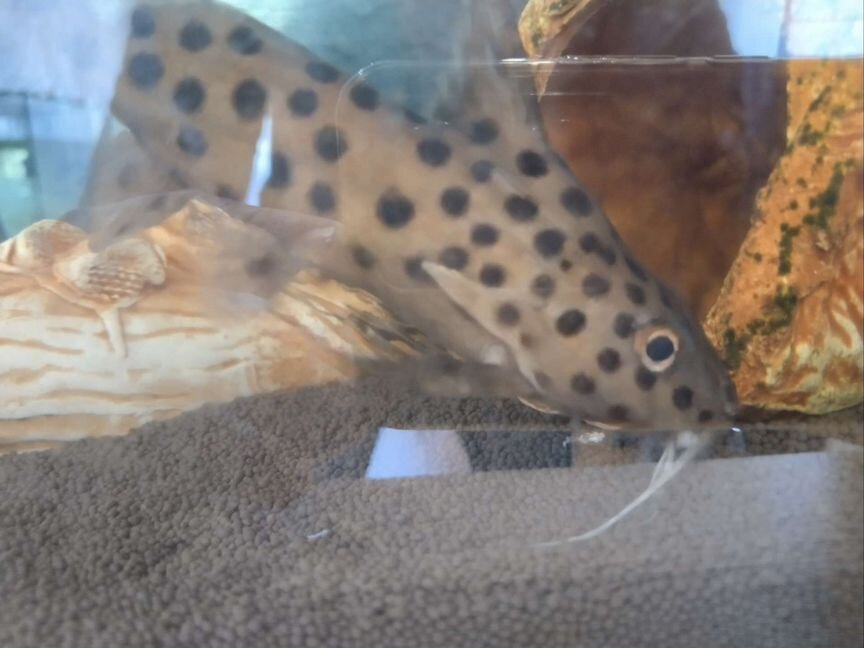 Сомы синодонтис и мистус полосатый