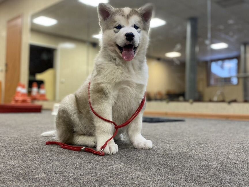 Аляскинский маламут щенки