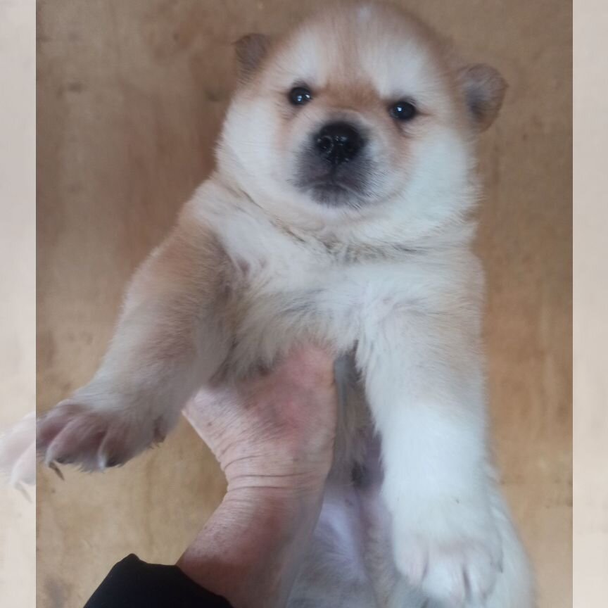 Собаки щенки мальчики