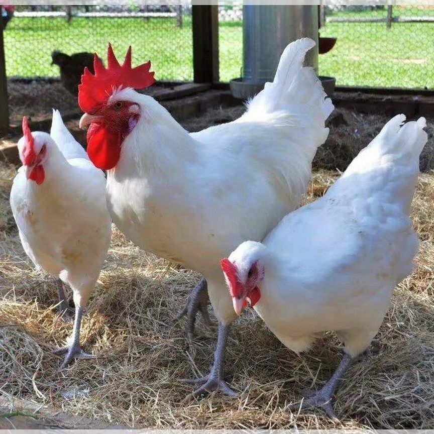 Инкубационное яйцо Бресс Гальской