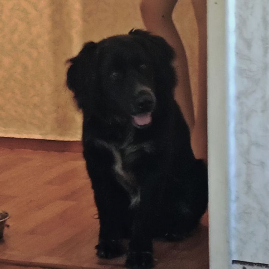 Золотистый ретривер, взрослый пёс