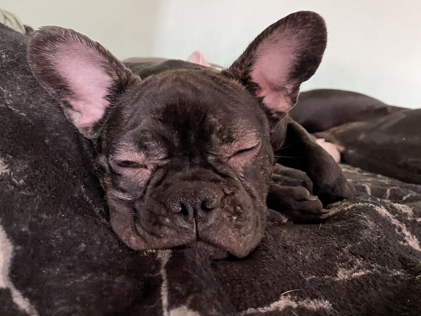 Французский бульдог