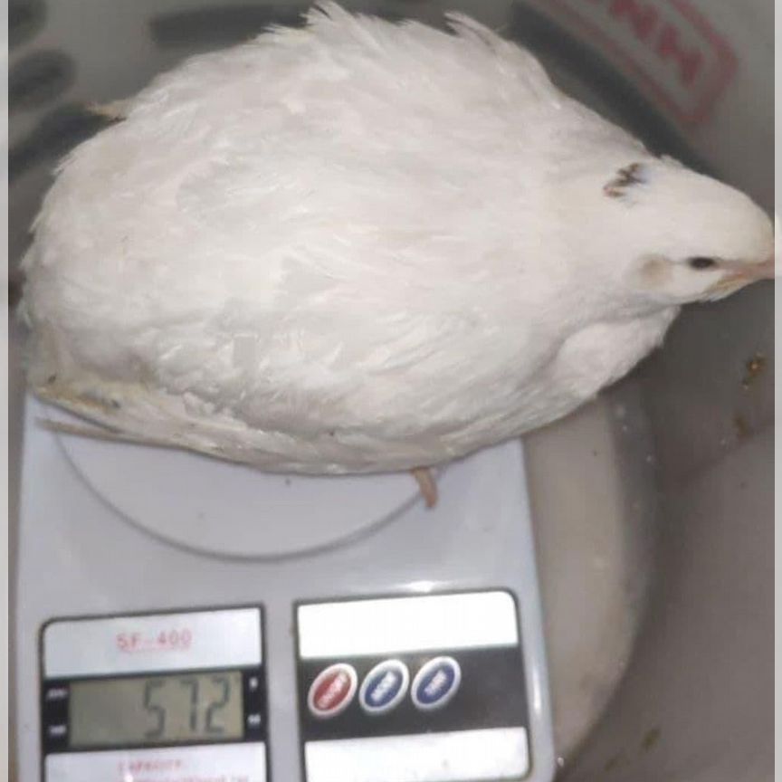 Инкубационное яйцо перепела Белый гигант