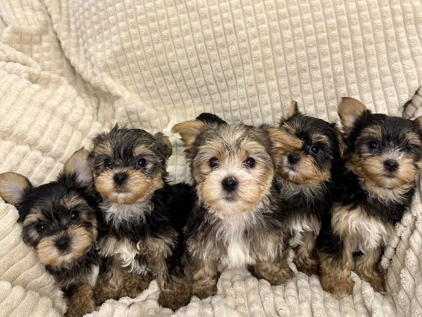 Йоркширский терьер