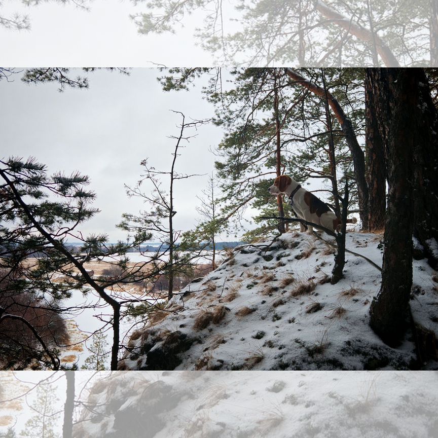 Бигль, щенок