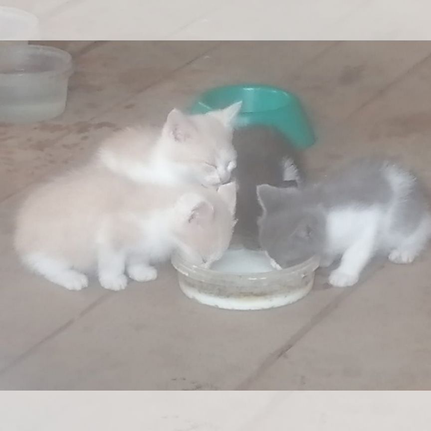 Котята в добрые руки