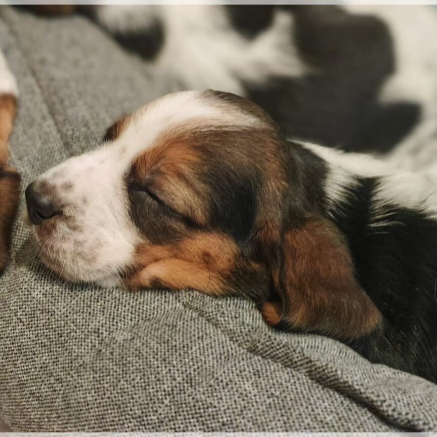 Бассет-хаунд, щенок