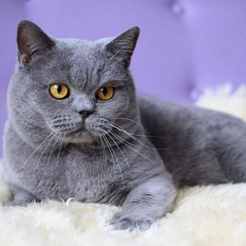 Британкая голубая кошка ищет дом