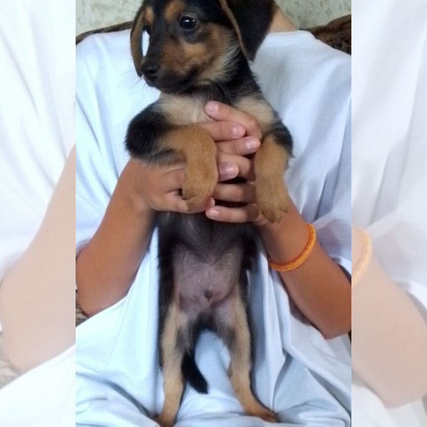 Собака в добрые руки щенок