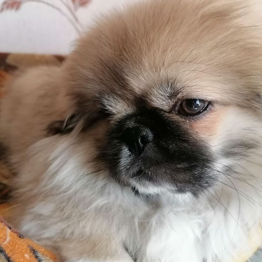 Пекинес Королевский