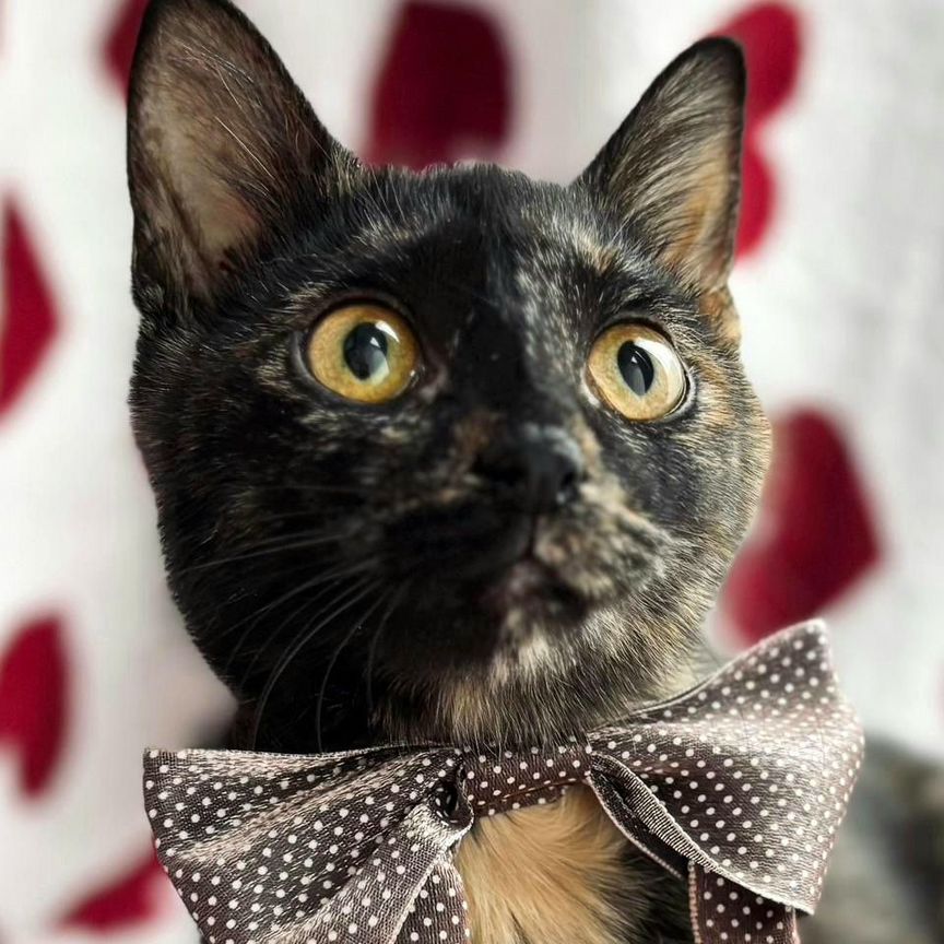 Котёнок девочка в добрые руки