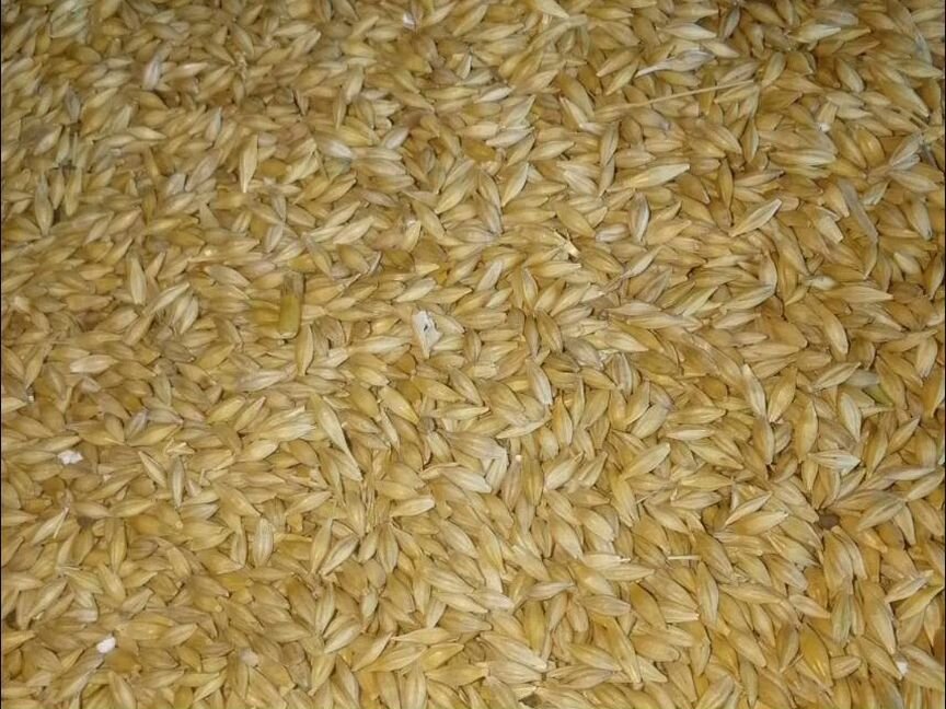 Подсолнечная зерносмесь