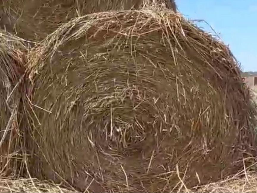 Сено в рулонах суданка