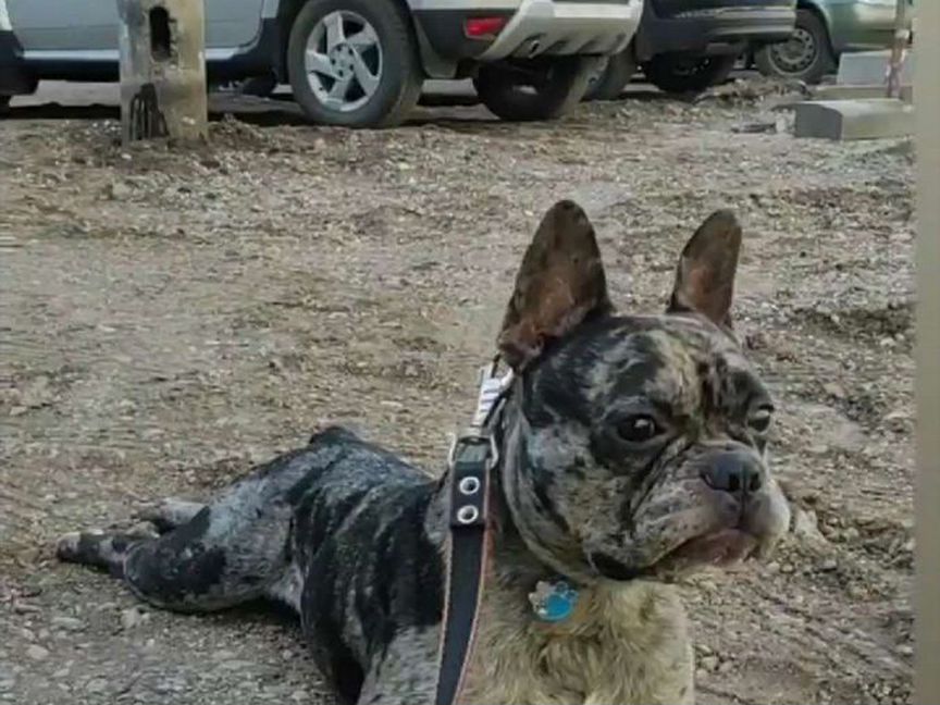 Вязка французский бульдог(развязан)