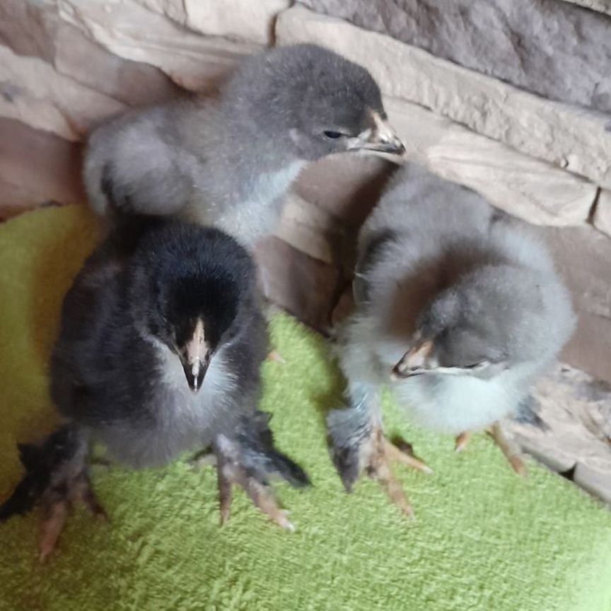 Цыплята брама