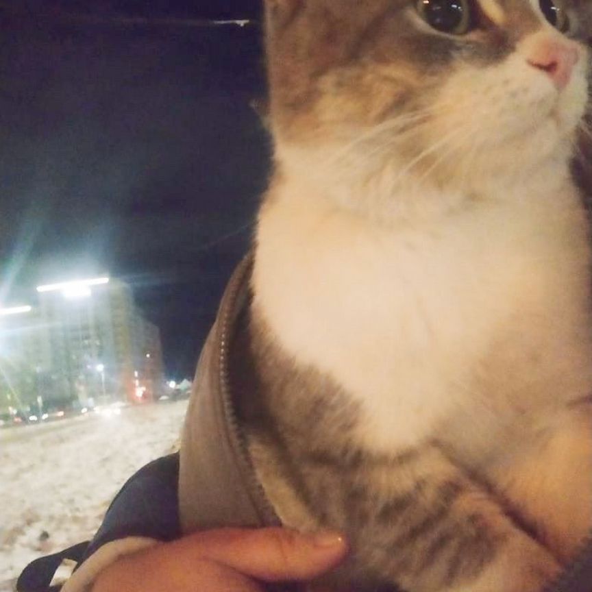 Котик в добрые руки