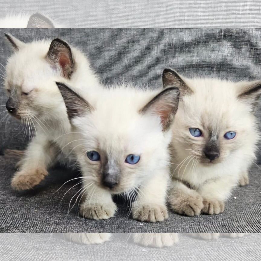 Тайские котята