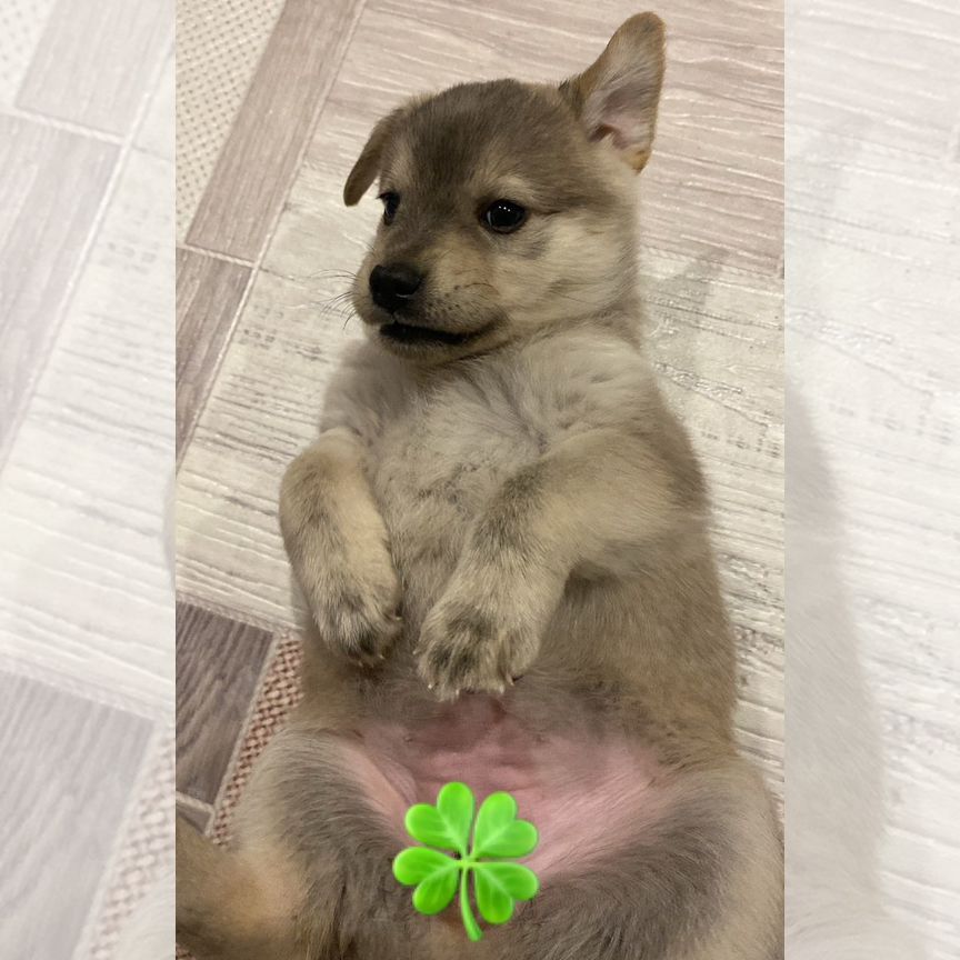 Малышка Грейс