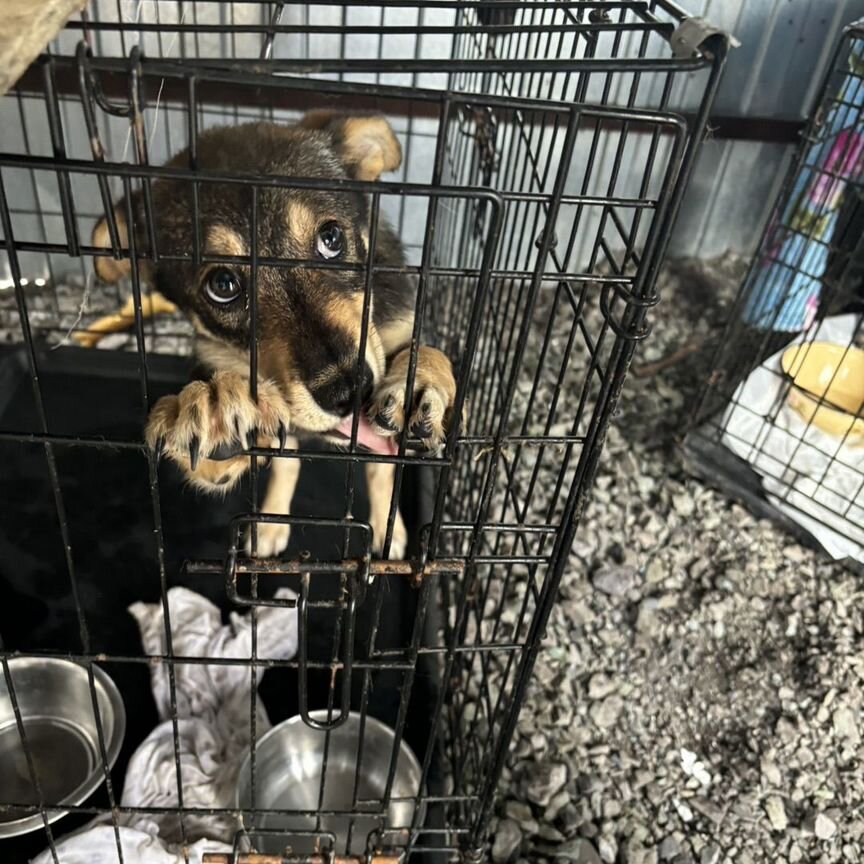 Щенок в поисках дома. Детство в клетке