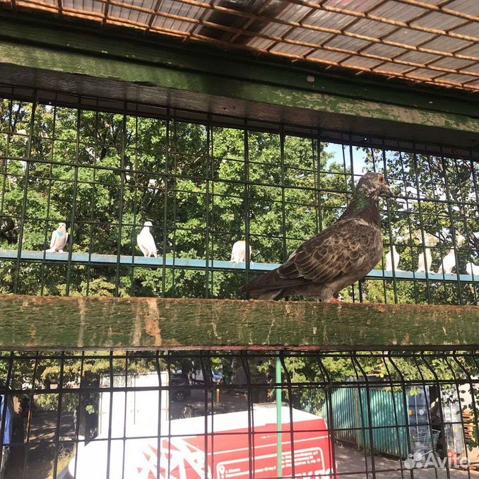 Пойманные голуби