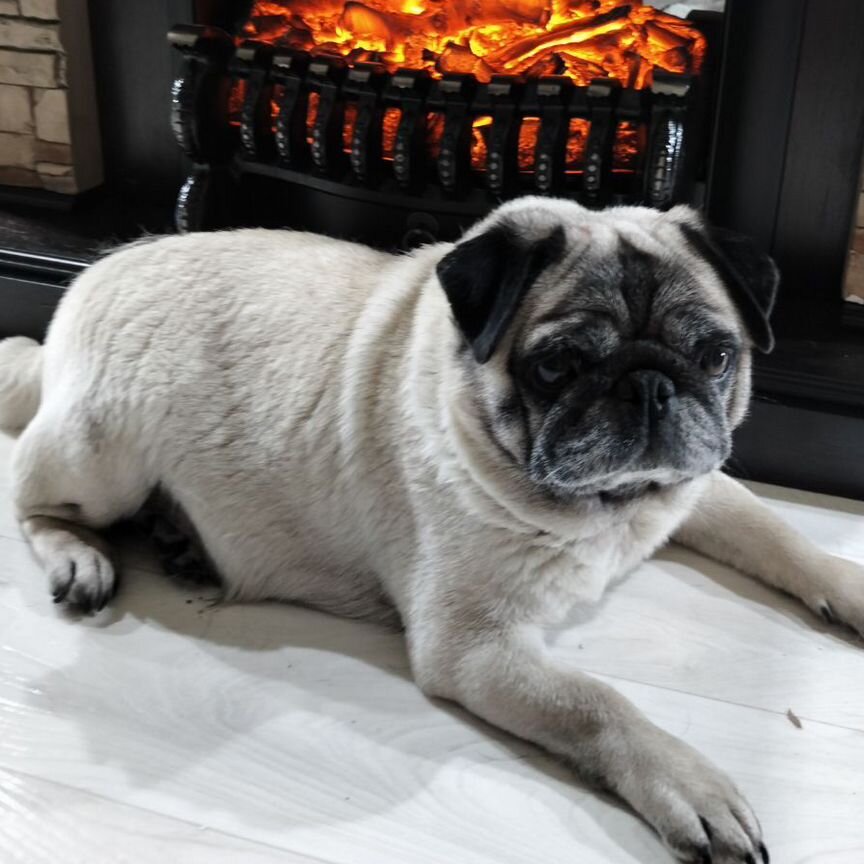 Мопс, взрослая собака