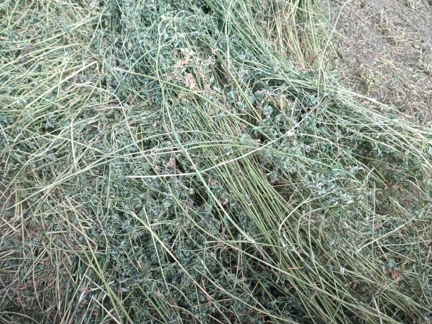 Сено солома в тюках