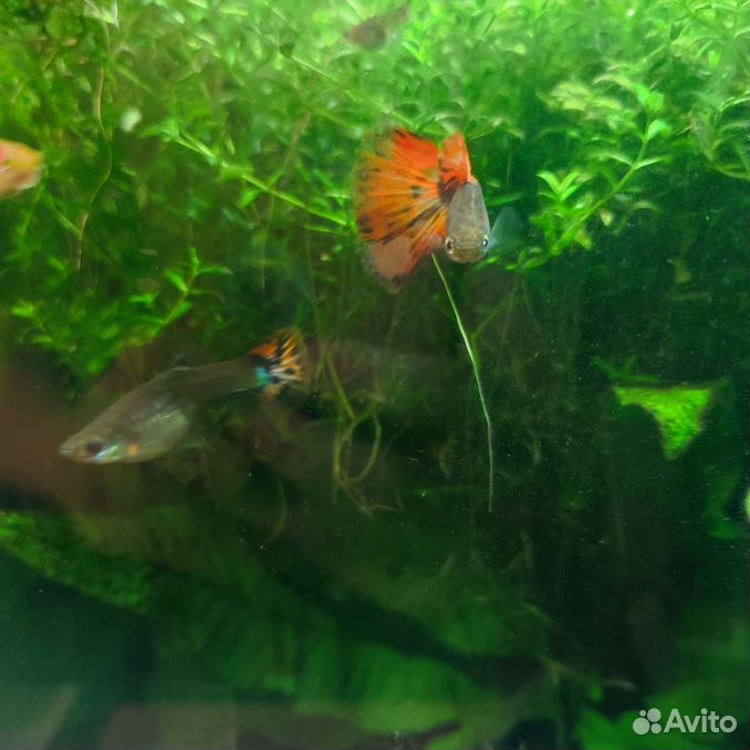 Гуппи обычные и мальки красных