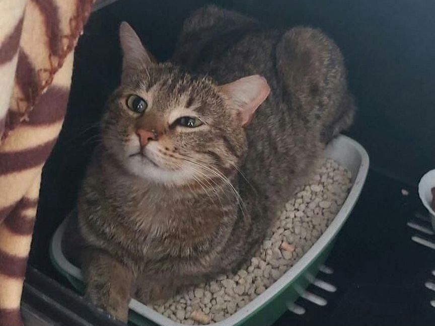 Ласковый котик - шпротик - ищем дом