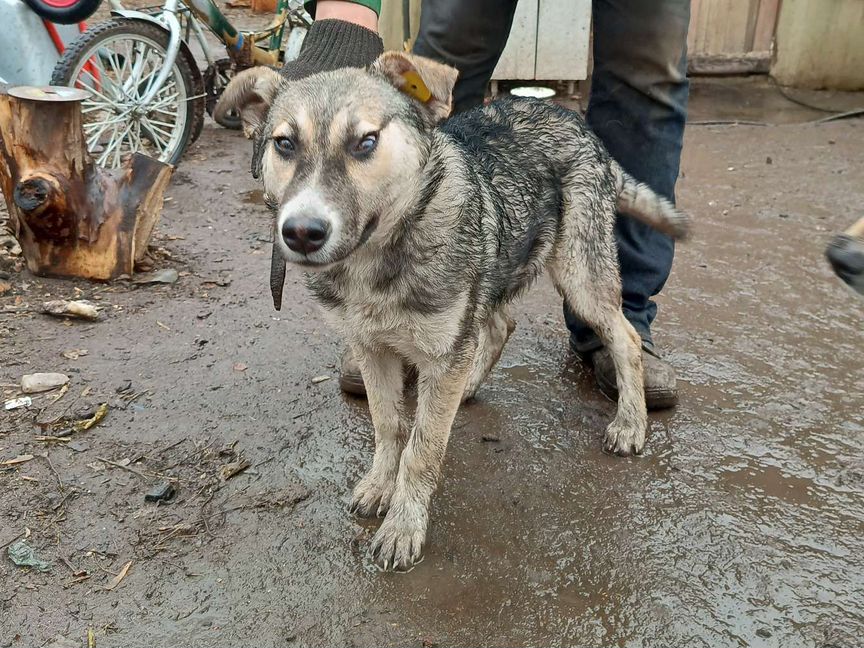 Охранники в дом