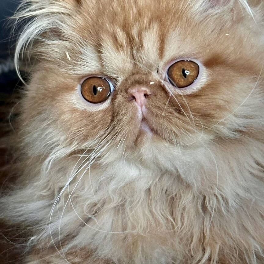 Персидский котёнок