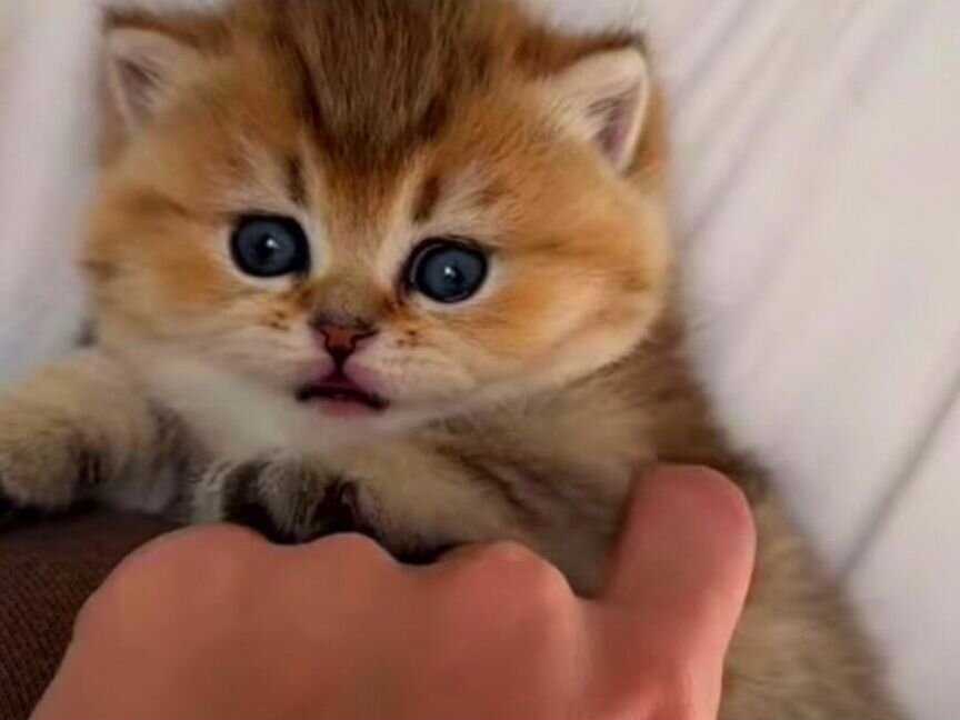 Шотландские котята