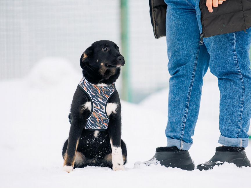 Прекрасная собачка Токио ищет дом