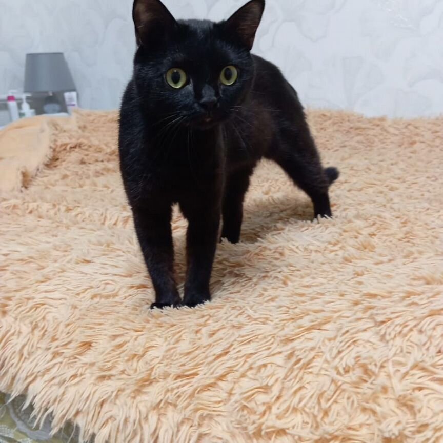 Котенок девочка 7 мес