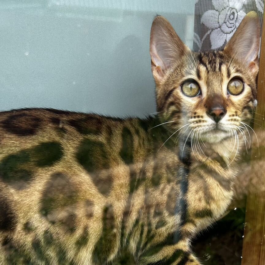 Бенгальская кошка ищет жениха