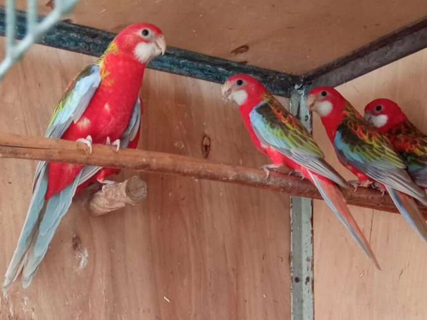 Попугаи розелла