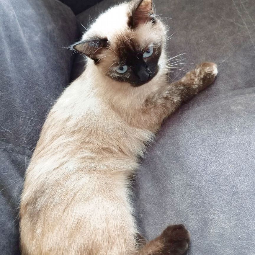 Сиамская кошечка