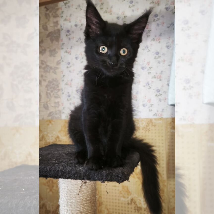 Мейн-кун котёнок